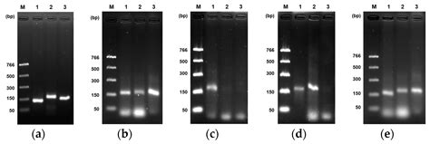 Step By Step Development Of A Recombinase Polymerase Amplification Rpa