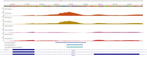 How To Use Igv Part 1 Eclipsebio