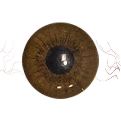 Tall Adult Sex Doll Treva Cm Mailovedoll