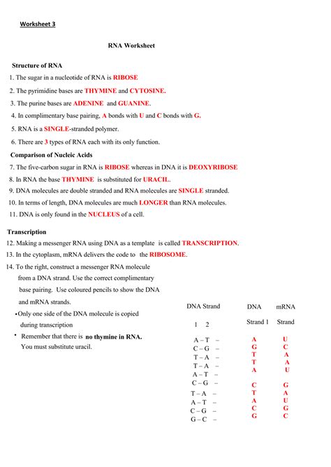 Dna Vs Rna Worksheet Chart Sheet Gallery