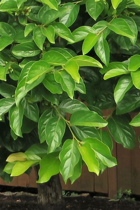 Buy Fuyu Japanese Persimmon Tree Free Shipping Wilson Bros Gardens 7 Gallon Pot For Sale Online