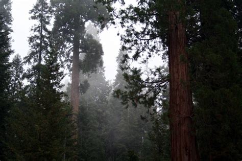 Free Weeping Sequoia Tree Photos And Pictures Freeimages