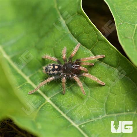 Pumpkin Patch Tarantula Hapalopus Formosus For Sale Underground Reptiles