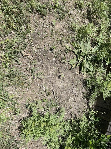 Grass Not Growing Rlawncare