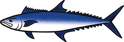 Best Mackerel Illustrations Royalty Free Vector Graphics And Clip Art