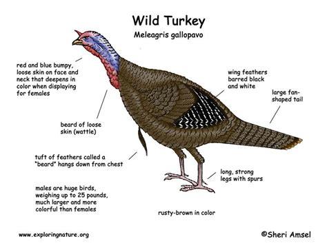Wild Turkey Wing Anatomy Stem Saturday Turkey Anatomy Suzy