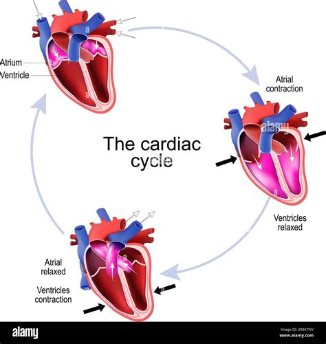 Cardiac Cycle Definition Phases And Quiz Biology 40 Off