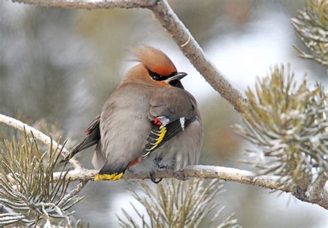 ФОТО Монгол орны 2023 оны шилдэг шувуудын гэрэл зургийг шалгаруулжээ Isee Mn