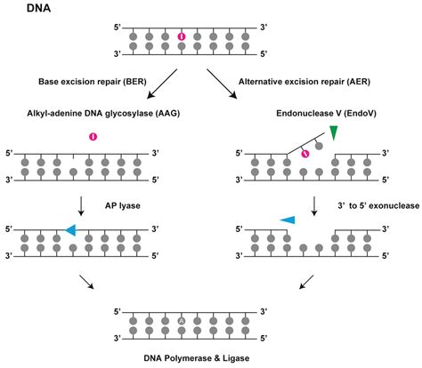 Exonuclease Enzymes At Melinda Morris Blog