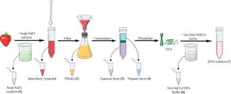 Dna Extraction Protocol From Strawberries