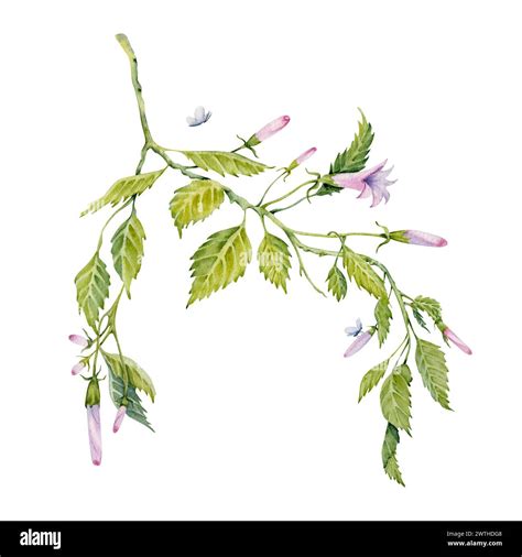 Watercolor Green Leaves On Branch Floral Frame Composition Hand