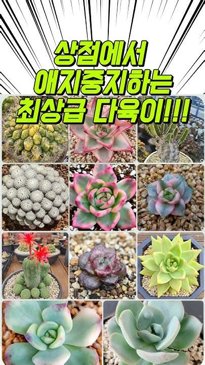 희귀다육 예쁜다육 최상급 다육이 다육식물 다육 다육이들 반려식물 다육이저렴한곳 다육이키우기 다육이금 엑스플랜트 초보다육이 초보다육이키우기 인기다육