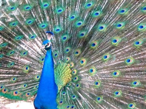 Mayfield Park Peacocks And Hiking Trails In Central Austin Texas