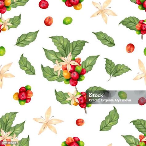 커피 가지 열매 꽃의 완벽 한 패턴입니다 로부스타와 아라비카 품종의 향기 커피의 날 수채화 그림입니다 배경 커피 포장에 적합합니다 0명에 대한 스톡 벡터 아트 및 기타