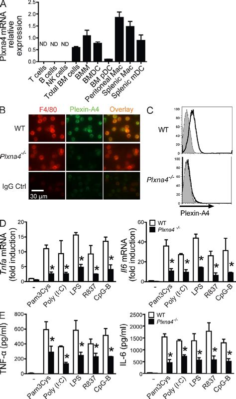 Figure 1 From Plexin A4 Semaphorin 3a Signaling Is Required For Toll Like Receptor And Sepsis
