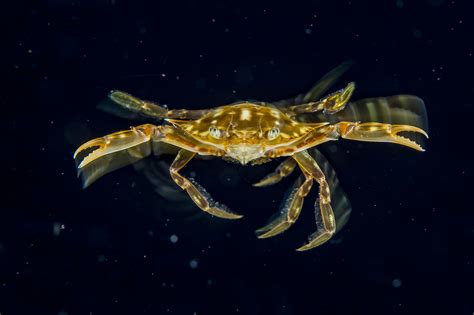 Night Crab Image National Geographic Your Shot Photo Of The Day