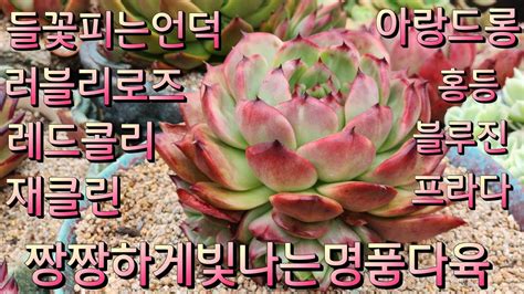 짱짱한 명품다육유아독존프라다홍등레드콜리러블리로즈재클린아랑드롱블루진 Youtube