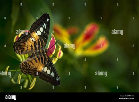 Malaysia Butterfly Clipper Butterfly Parthenos Sylvia Insect On