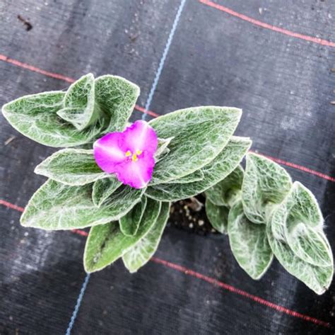 10 Stunning Velvet Leaf Indoor Plants Balcony Garden Web