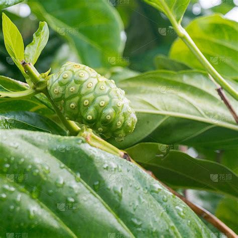 诺丽果汁的水果