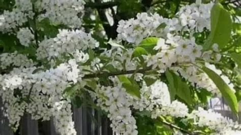 Likee 7214904543174896209 Mp4