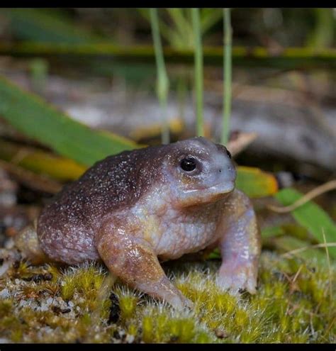 Where To Find Turtle Frogs Myobatrachus Auxr