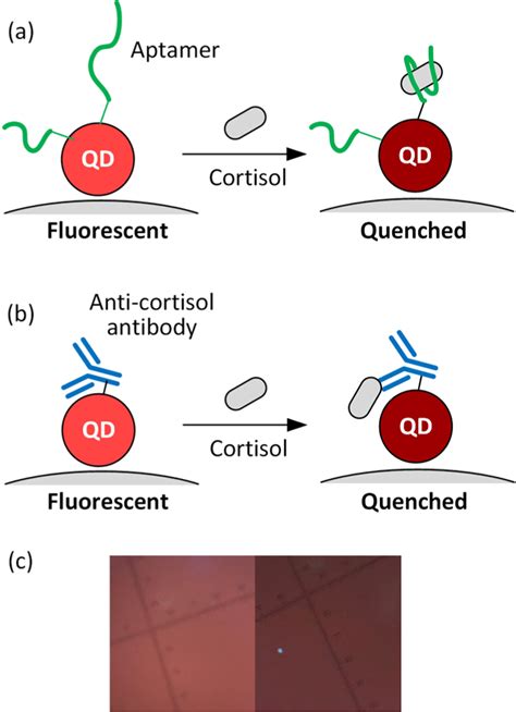 Label Free Sensitive Detection Of Steroid Hormone Cortisol Based On