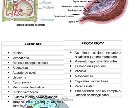 Diferencias Entre Celula Eucariota Y Procariota Pdf Coinarimapa