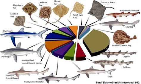 Elasmobranchs Ocean Treasures Memorial Library