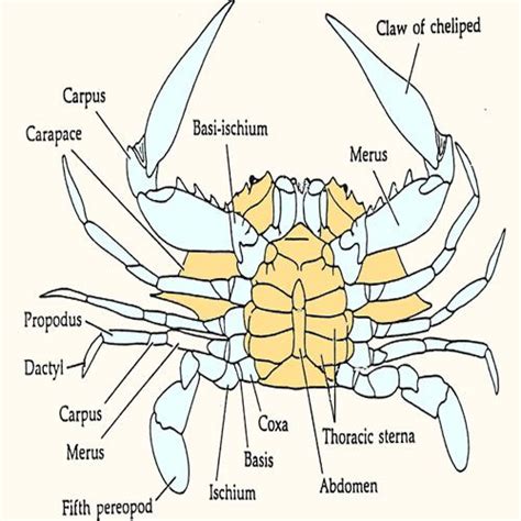 Fiddler Crab Anatomy Naked Something Very Rarely Seen — Steemit