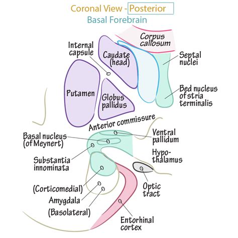 Neuroanatomy Glossary Olfactory Cortex And Basal Forebrain Ditki