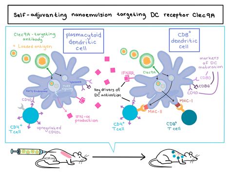 Targeting Antigen To Dendritic Cells No Adjuvant Required