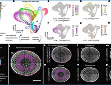 Next Generation Rna Sequencing Of Archival Formalin Fixed Paraffin