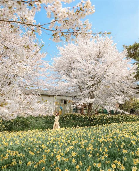 เที่ยวเกาหลี 한국여행 🇰🇷 ️ รีวิวเกาหลี On Twitter ใครมาเกาหลีช่วงใบไม้ผลิห้ามพลาด🌸🌼💖 หมู่บ้านฮั