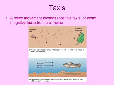Ppt Animal Behavior Powerpoint Presentation Free Download Id1108636
