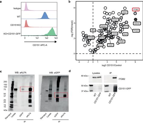 Cd151 Interacts With Integrin Beta 2 In B Cell Lymphomas Pmc