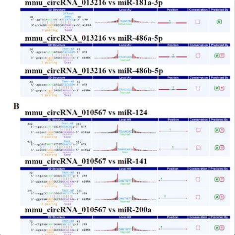 Experiment Workflow Of Microarray Expression Profile Of Circular Rnas