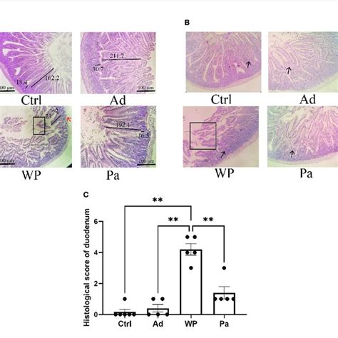 A Hematoxylin And Eosin Stained Duodenum In Non Immunized Negative Download Scientific