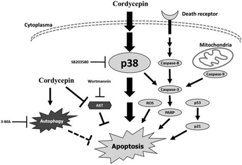 Schematic Representation Of Cordycepin Triggers Apoptosis Of Ma 10 Download Scientific Diagram