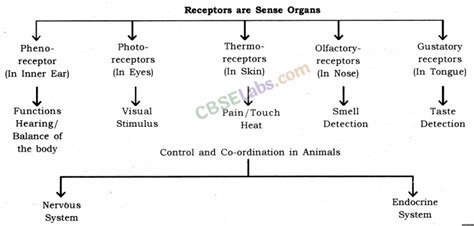 Class 10 Science Chapter 7 Control And Coordination NCERT Solutions