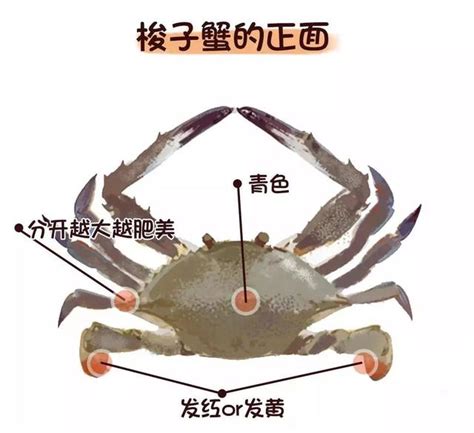 梭子蟹简单 简笔画 卡通 大山谷图库