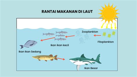 Mencermati Sistem Rantai Makanan Di Sawah Hutan Dan Laut Varia Id