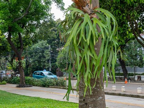 Staghorn Fern Plant Hanging On A Small Tree Trunk At A Tidy Public Park Stock Image Image Of
