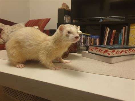 Ferret On Tumblr