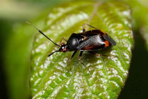 Deraeocoris Ruber Les Carnets Nature De Jessica