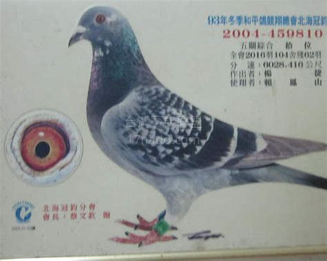 奧斯曼鴿系31 2021 00667731 永昌鴿舍 台灣賽鴿聯盟