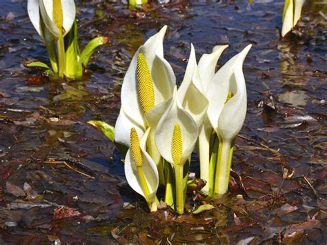 水芭蕉の花が咲いている フォト安次郎安らぎの風景 楽天ブログ