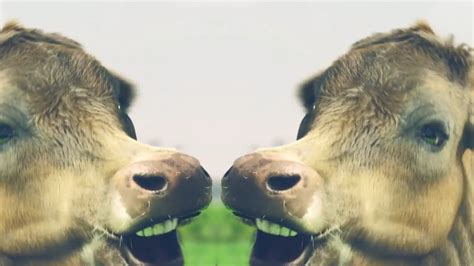 Funny Cow Dance 1cow Dance Crazy Cow Dance Youtube