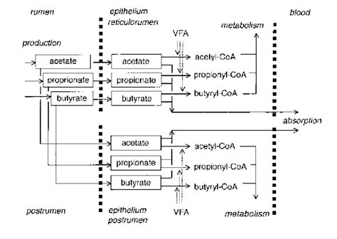 3 A Schematic Representation Of A Simulation Model For The Production Download Scientific