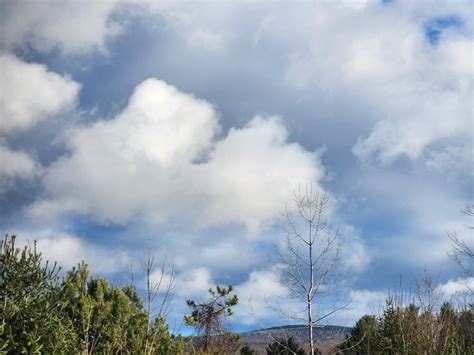 Articulated Tree Drawing Tutorial